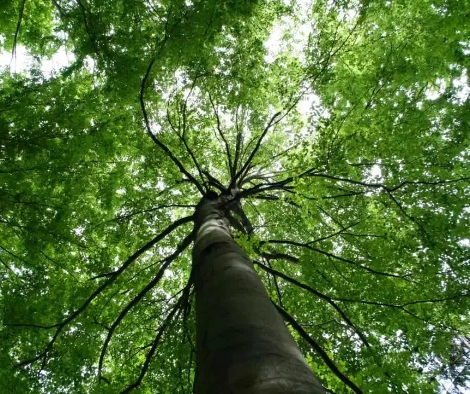 Día Mundial del Árbol: Funciones ambientales de los árboles ...